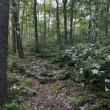 Mount Davis Pennsylvania Highpoint Trail, Pennsylvania - 785 Reviews ...