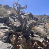 Ryan Mountain, California - 7,726 Reviews, Map | AllTrails