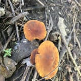 Neale Woods Nature Center Trails, Nebraska - 543 Reviews, Map | AllTrails