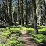 Muir Grove Trail, California - 390 Reviews, Map | AllTrails