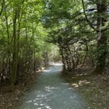 Limberlost Trail, Virginia - 933 Reviews, Map | AllTrails