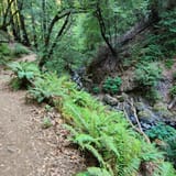 Cataract Falls Trail, California - 3,912 Reviews, Map | AllTrails