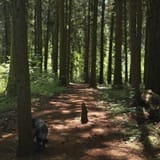 Peavy Peak Loop, Oregon - 231 Reviews, Map | AllTrails
