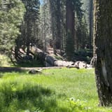 Big Trees Trail, California - 1,695 Reviews, Map | AllTrails