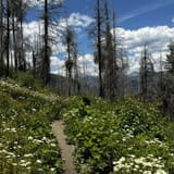 Cedar Falls Trail, Washington - 416 Reviews, Map | AllTrails