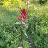 Rathdrum Mountain Trail, Idaho - 323 Reviews, Map | AllTrails