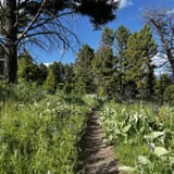 Beaver Ponds Loop Trail, Montana - 1,227 Reviews, Map | AllTrails