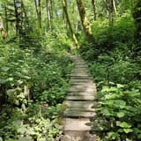 Japanese Gulch Loop Trail, Washington - 1,227 Reviews, Map | AllTrails