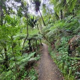 Cossey Massey Loop Track, Auckland, New Zealand - 889 Reviews, Map ...
