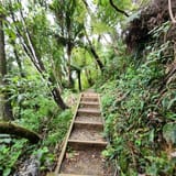 Cossey Massey Loop Track, Auckland, New Zealand - 889 Reviews, Map ...