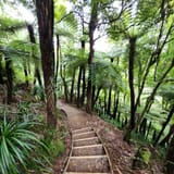 Cossey Massey Loop Track, Auckland, New Zealand - 889 Reviews, Map ...