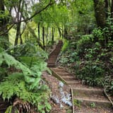 Cossey Massey Loop Track, Auckland, New Zealand - 889 Reviews, Map ...