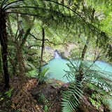 Cossey Massey Loop Track, Auckland, New Zealand - 893 Reviews, Map ...