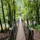 Cossey Massey Loop Track, Auckland, New Zealand - 889 Reviews, Map ...