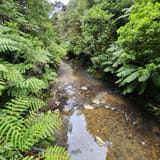 Cossey Massey Loop Track, Auckland, New Zealand - 889 Reviews, Map ...