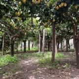 Path of the Lemons, Campania, Italy - 518 Reviews, Map | AllTrails