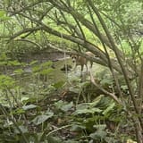 Okehocking Preserve Loop, Pennsylvania - 1,216 Reviews, Map | AllTrails