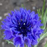 Thunderhead Hiking Trail, Colorado - 907 Reviews, Map | AllTrails