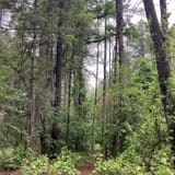 Christopher Creek, Arizona - 94 Reviews, Map | AllTrails