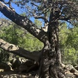Fatmans Loop Trail, Arizona - 5,467 Reviews, Map | AllTrails