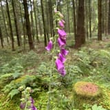 Savernake Forest Circular, Wiltshire, England - 126 Reviews, Map ...