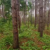 Midhurst Trail , Ontario, Canada - 1,544 Reviews, Map | AllTrails