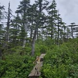 Emerald Cove Trail, Alaska - 295 Reviews, Map | AllTrails