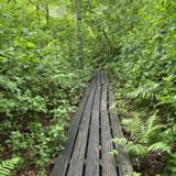 King Benson Preserve Trail, Rhode Island - 597 Reviews, Map | AllTrails