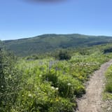 Thomas Lakes Trail, Colorado - 1,527 Reviews, Map | AllTrails