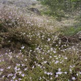 Mount Mark via Horne Lake Hustle, British Columbia, Canada - 683 ...