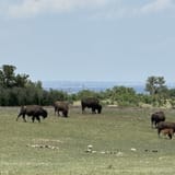 Daniels Park Trail, Colorado - 540 Reviews, Map | AllTrails