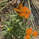 Cheyenne Mountain via Talon and Dixon Trail, Colorado - 819 Reviews ...