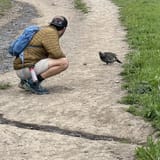 Dunraven Pass to Mount Washburn, Montana - 1,576 Reviews, Map | AllTrails