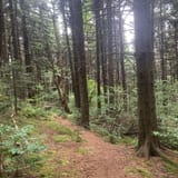 Red Spruce Knob, West Virginia - 237 Reviews, Map | AllTrails