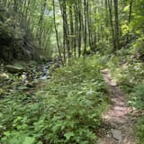 Seneca Creek Trail, West Virginia - 331 Reviews, Map | AllTrails