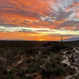 Cactus Forest Loop Drive, Arizona - 462 Reviews, Map | AllTrails