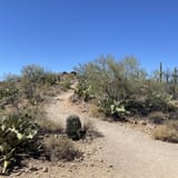 Signal Hill Trail, Arizona - 1,317 Reviews, Map | AllTrails