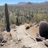 Signal Hill Trail, Arizona - 1,317 Reviews, Map | AllTrails