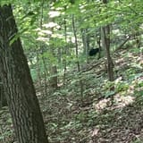 Hard Times Loop, North Carolina - 1,640 Reviews, Map | AllTrails