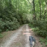 Hard Times Loop, North Carolina - 1,640 Reviews, Map | AllTrails