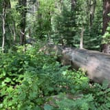 See Spring Trail, Arizona - 873 Reviews, Map | AllTrails