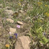 Manastash Lake Trail, Washington - 271 Reviews, Map | AllTrails