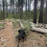 See Spring Trail, Arizona - 873 Reviews, Map | AllTrails