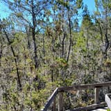 Pygmy Forest Discovery Trail, California - 105 Reviews, Map | AllTrails