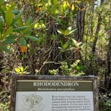 Pygmy Forest Discovery Trail, California - 109 Reviews, Map | AllTrails