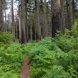 Angels Rest to Devil's Rest Loop Trail, Oregon - 1,217 Reviews, Map ...