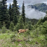 Sunrise View Point via High Ridge Nature Trail, Washington - 936 ...