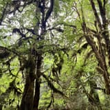 Hall of Mosses Trail, Washington - 5,922 Reviews, Map | AllTrails