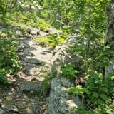 Mount Frissell via Mount Frissell Trail, Connecticut - 592 Reviews, Map ...