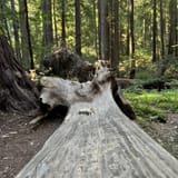 Bootjack Loop, California - 1,897 Reviews, Map | AllTrails